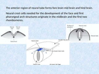 DEVELOPMENT OF MAXILLA - Copy - Copy.pptx