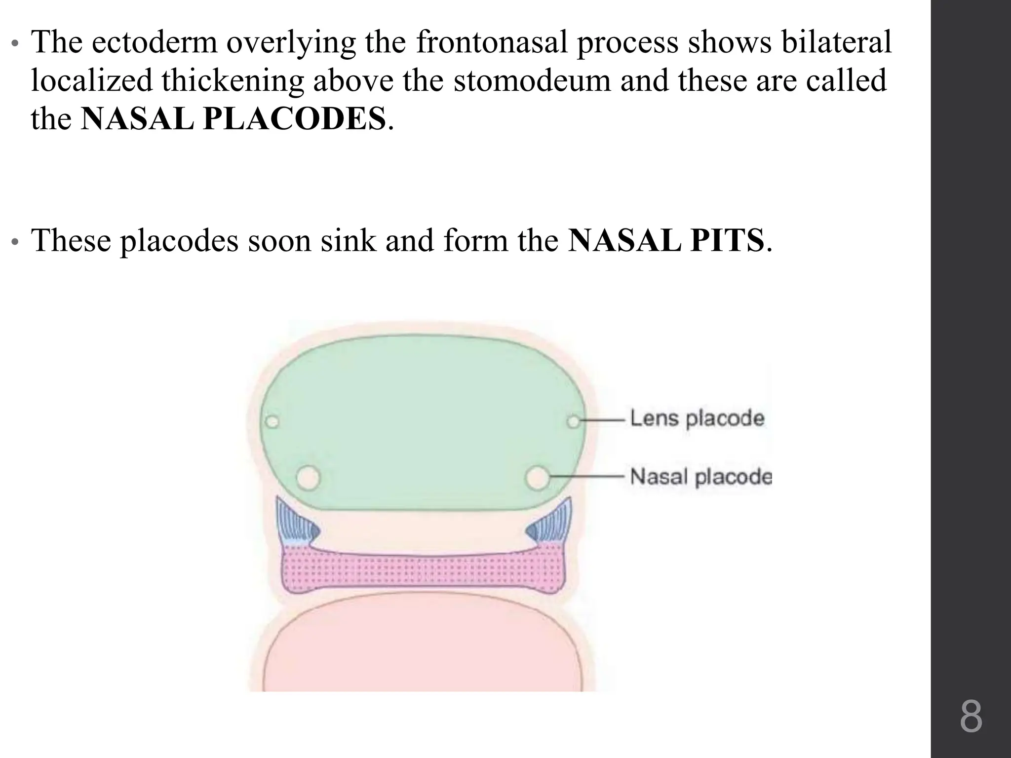 DEVELOPMENT OF MAXILLA with prenatal and postnatal development.pptx