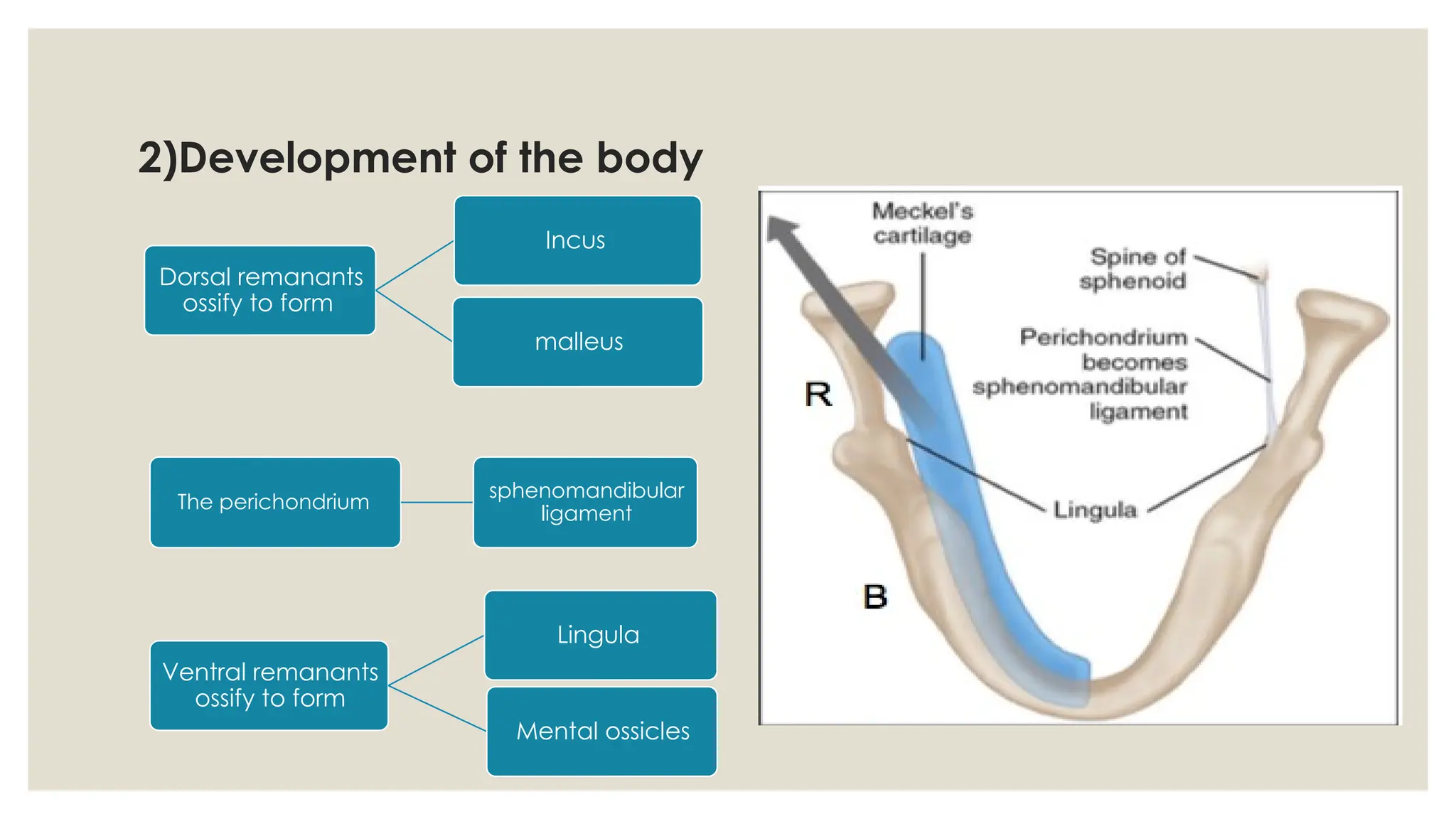 Development of maxilla and mandible.pptx