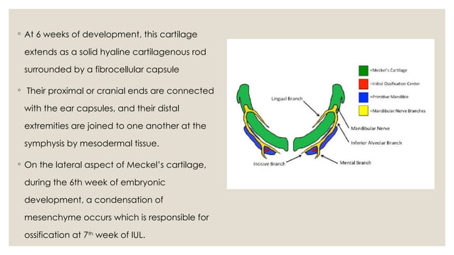 Development of maxilla and mandible.pptx