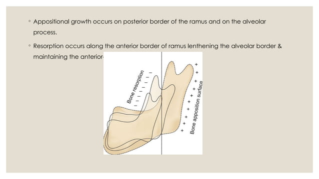 Development of maxilla and mandible.pptx