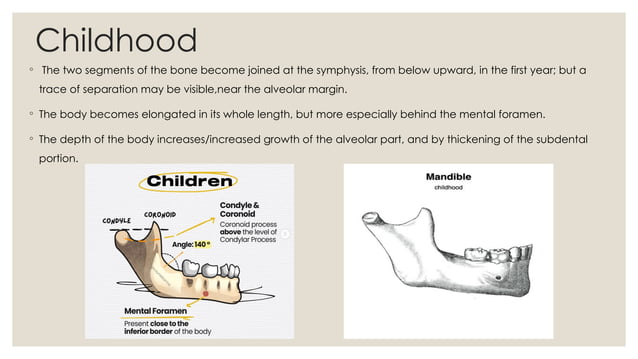 Development of maxilla and mandible.pptx