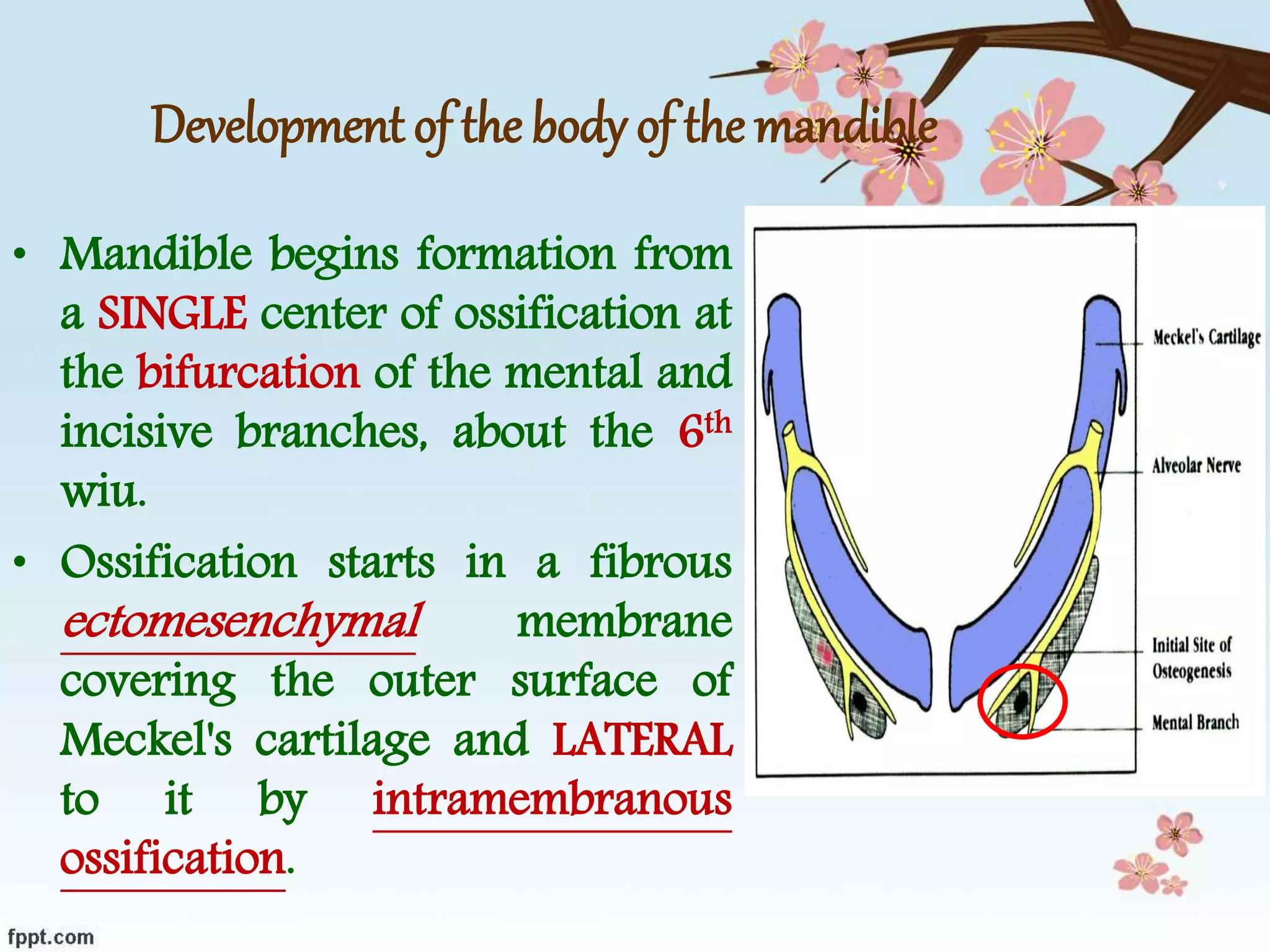 Development of maxilla and mandible copy | PPTX