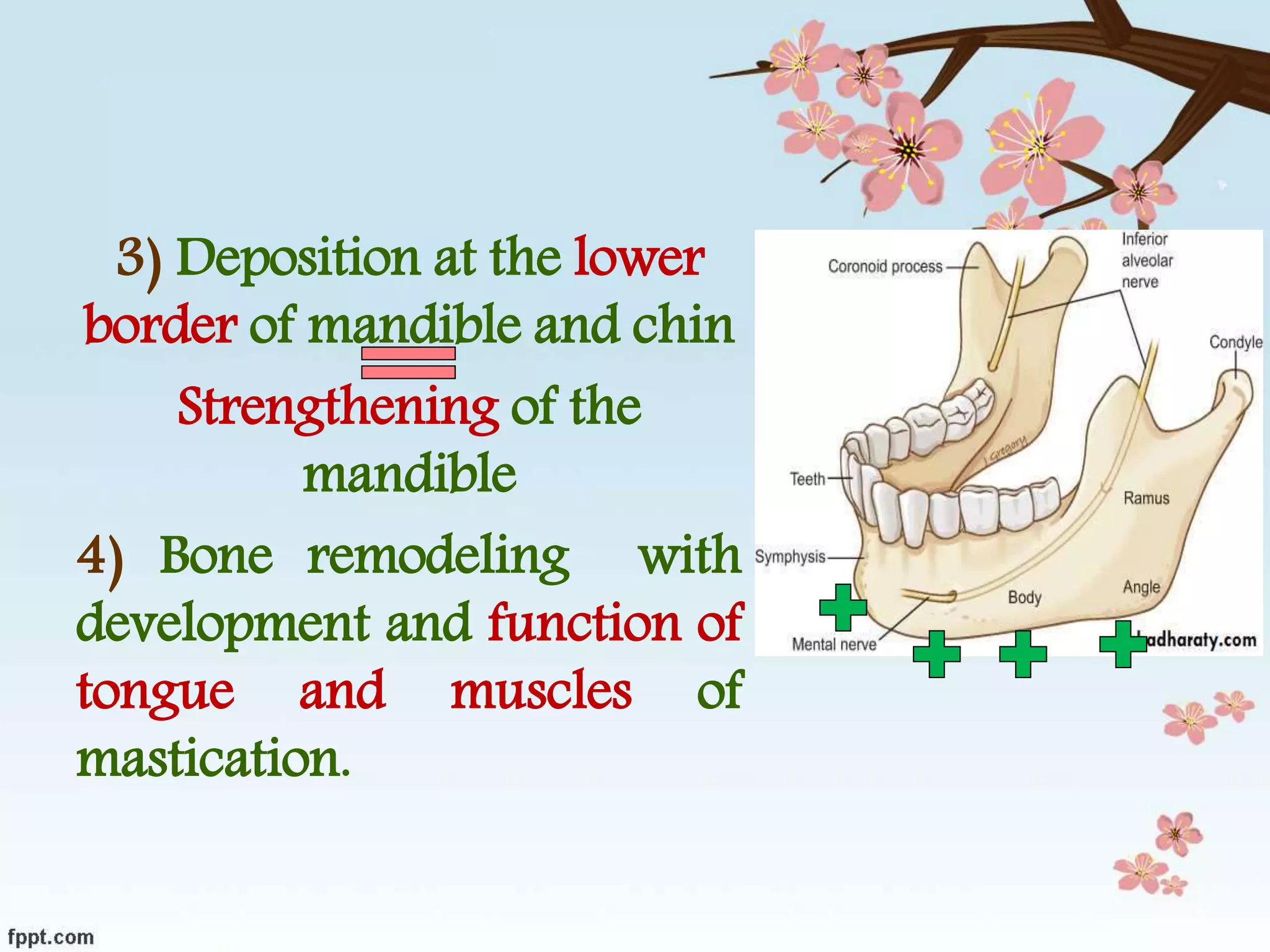Development of maxilla and mandible copy | PPTX | Bone and Joint ...