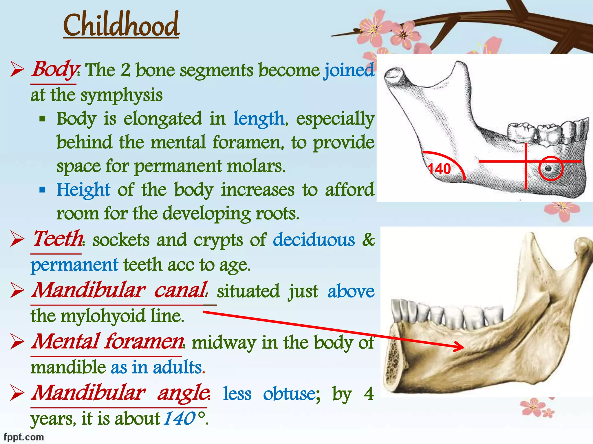 Development of maxilla and mandible copy | PPTX