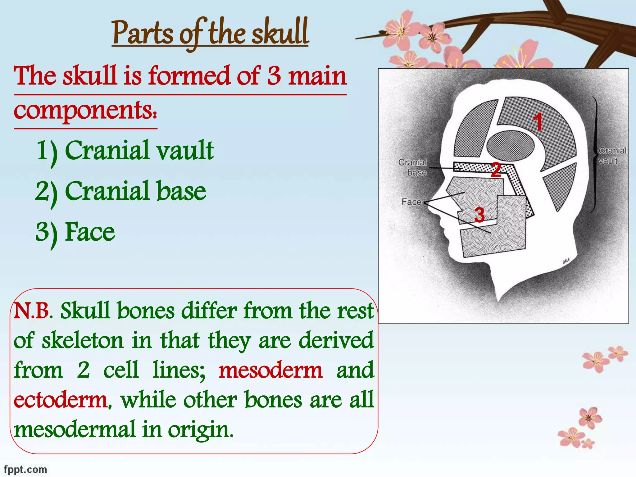 Development of maxilla and mandible copy | PPTX