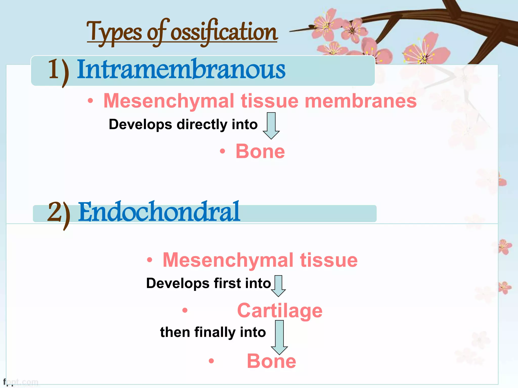Development of maxilla and mandible copy | PPTX