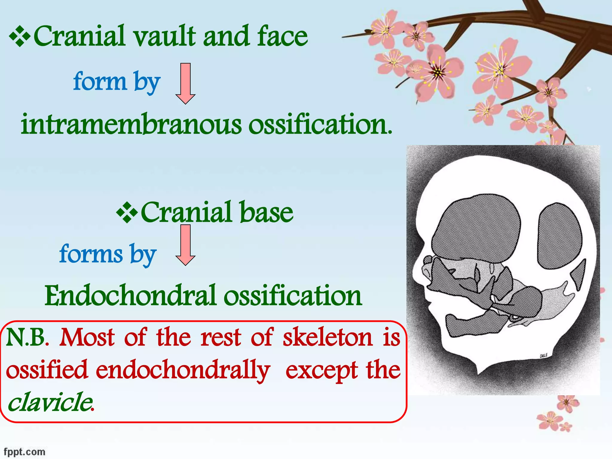Development of maxilla and mandible copy | PPTX