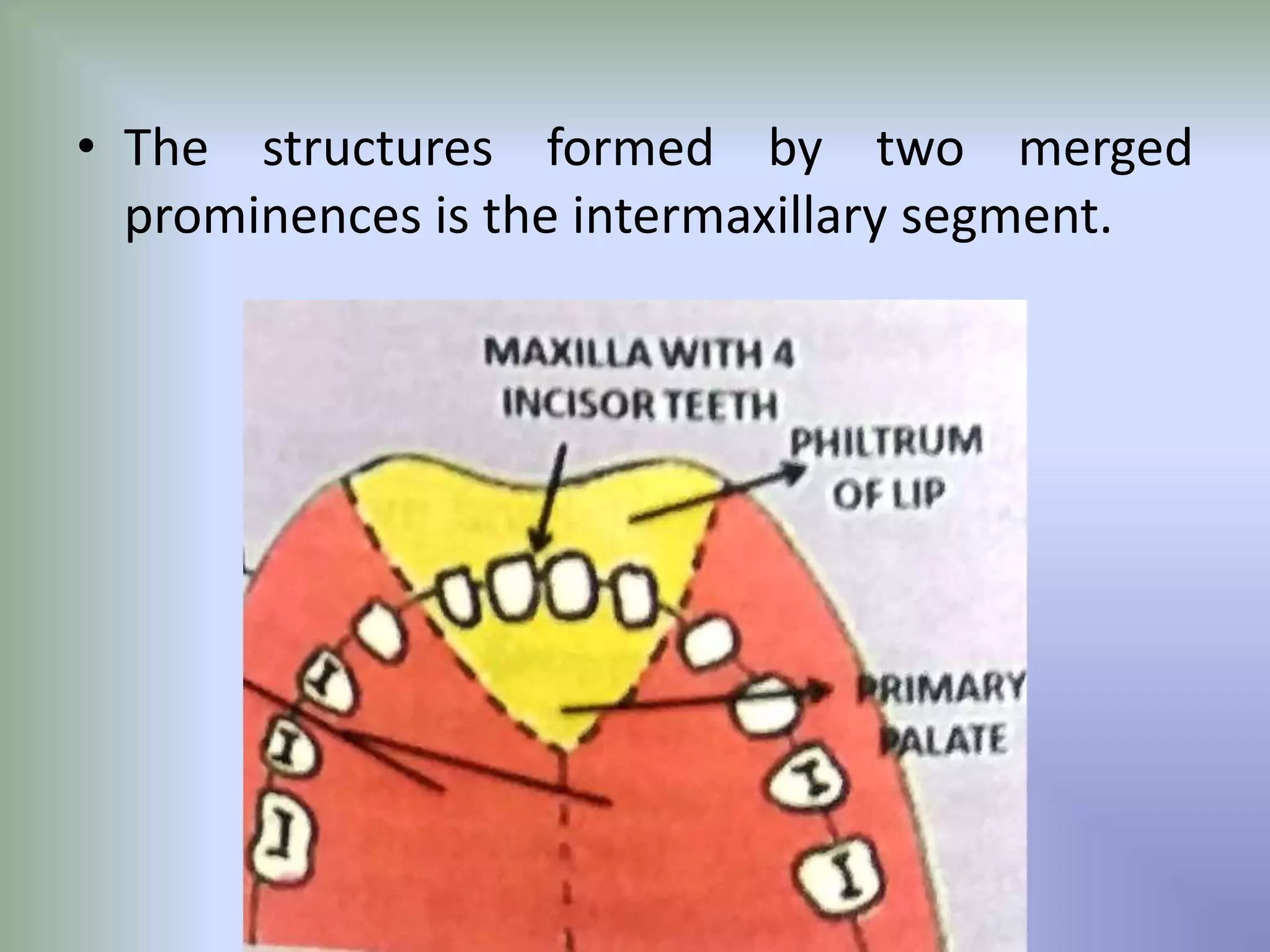 Development of maxilla and palate | PPTX