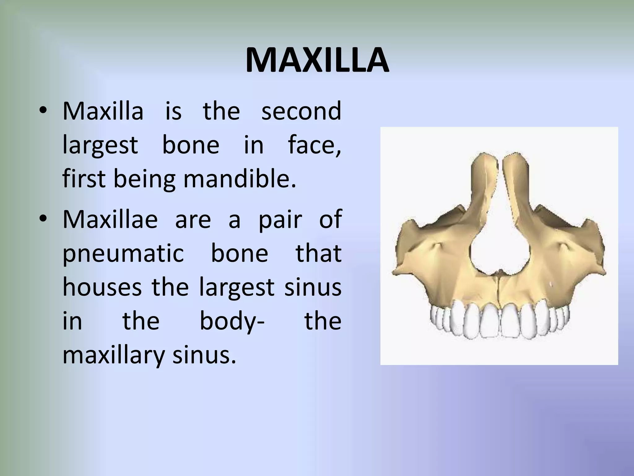 Development of maxilla and palate | PPTX