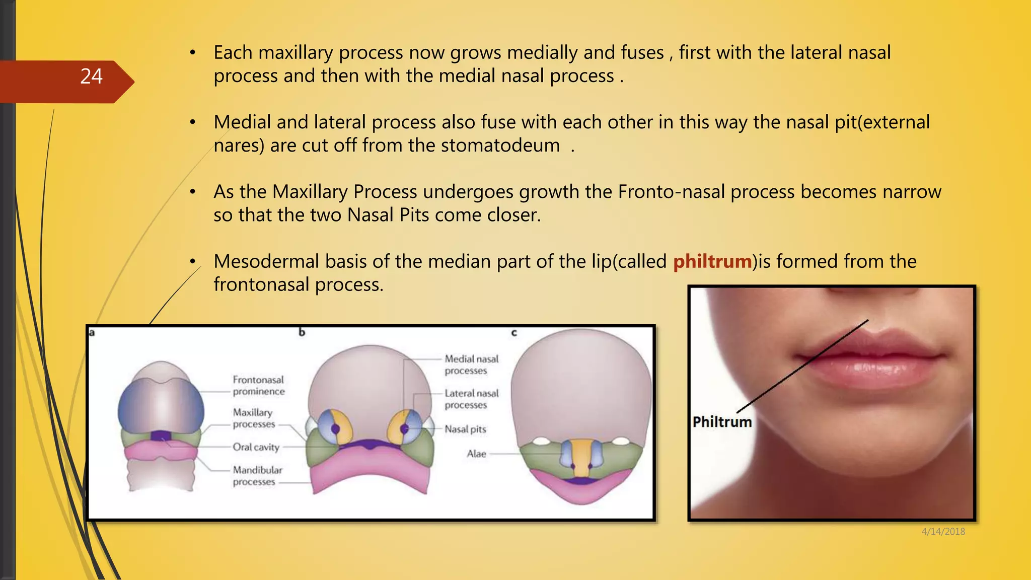 Development of maxilla & mandible | PPTX