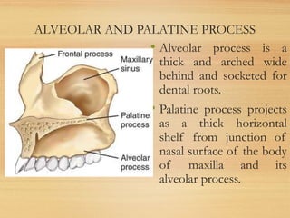 Palatal Process Of Maxilla