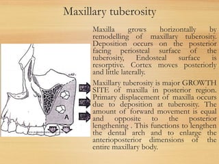 Maxillary Tuberosity