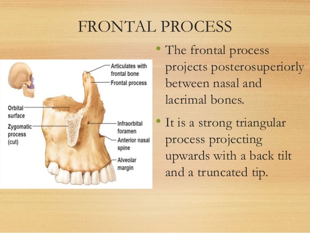 Development of maxilla and palate