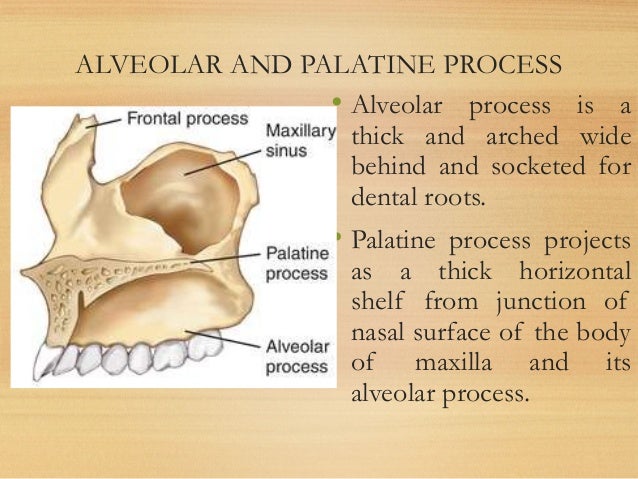 Alveolar Process Of Maxilla And Mandible PPT PERIODONTIUM PowerPoint
