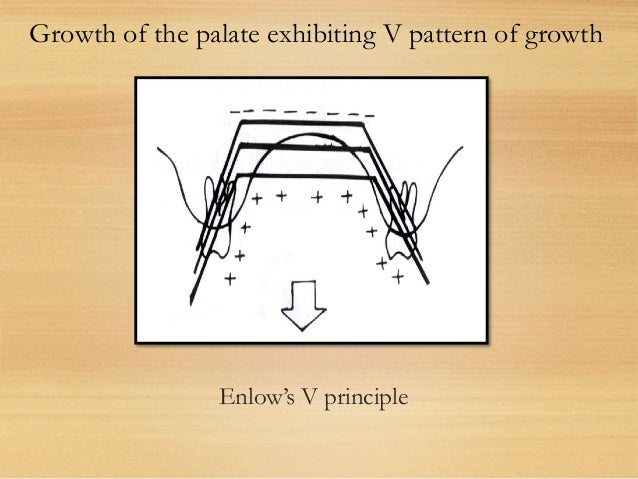 Development of maxilla and palate