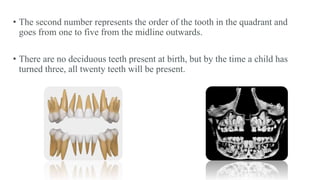 DEVELOPMENT OF MAXILLO – FACIAL AREA AND TEETH.pptx