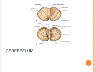 Development of metencephalon | PPTX