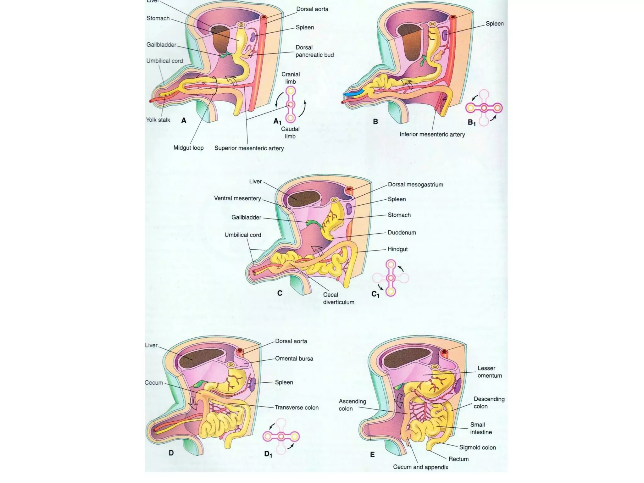 Development of midgut and pancreas | PDF
