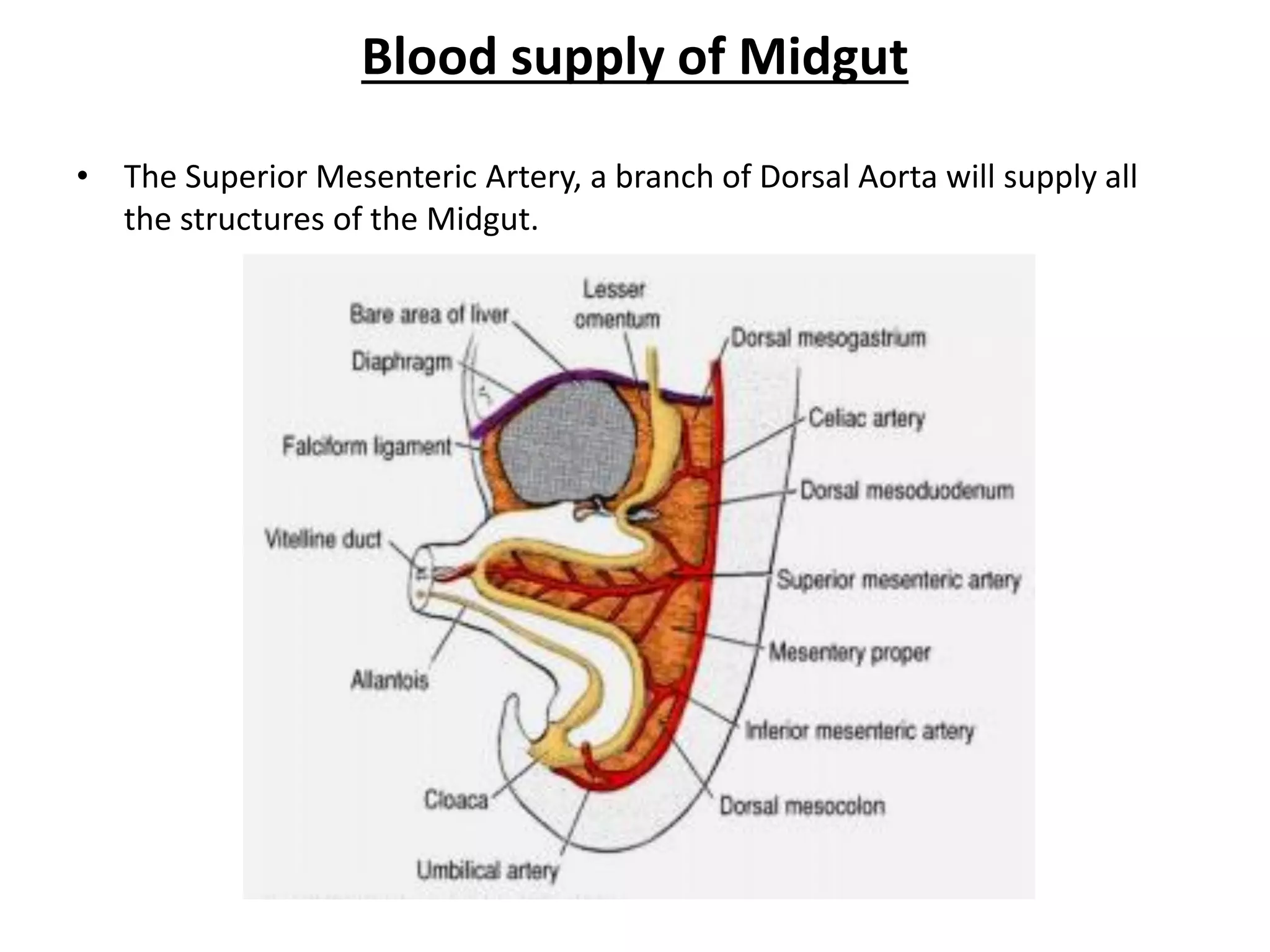 Development of midgut and pancreas | PDF