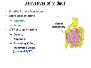 Development of midgut and pancreas | PDF