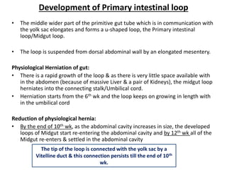 Development of midgut and pancreas | PDF