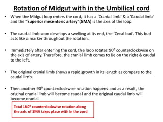 Development of midgut and pancreas | PDF