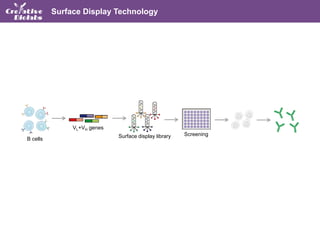 Development of Monoclonal Antibodies -Creative Biolabs | PPTX