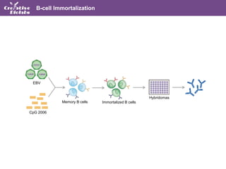 Development of Monoclonal Antibodies -Creative Biolabs | PPTX