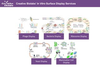 Development of Monoclonal Antibodies -Creative Biolabs | PPTX