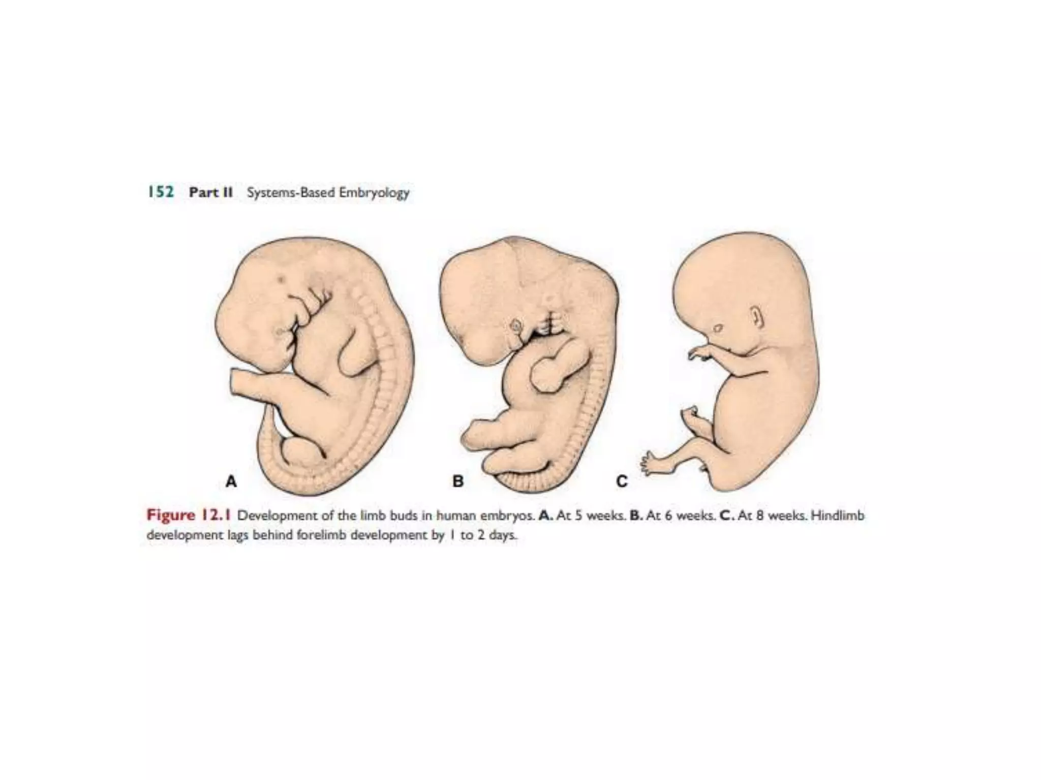 Development of Musculoskeletal system | PPTX