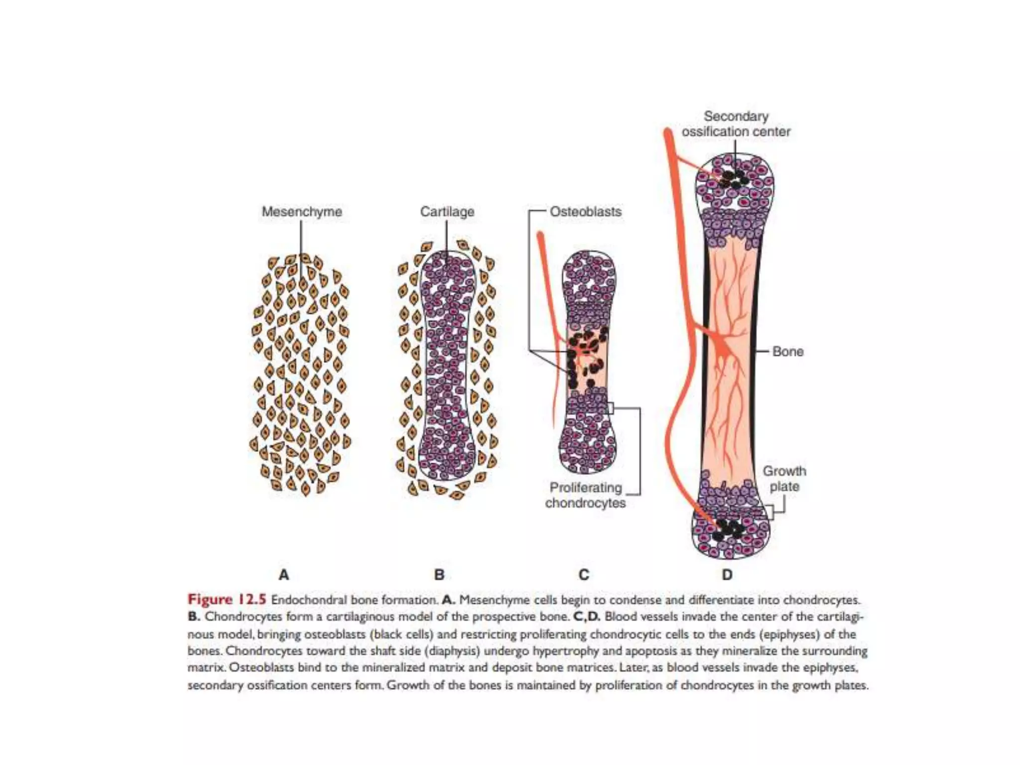 Development of Musculoskeletal system | PPTX