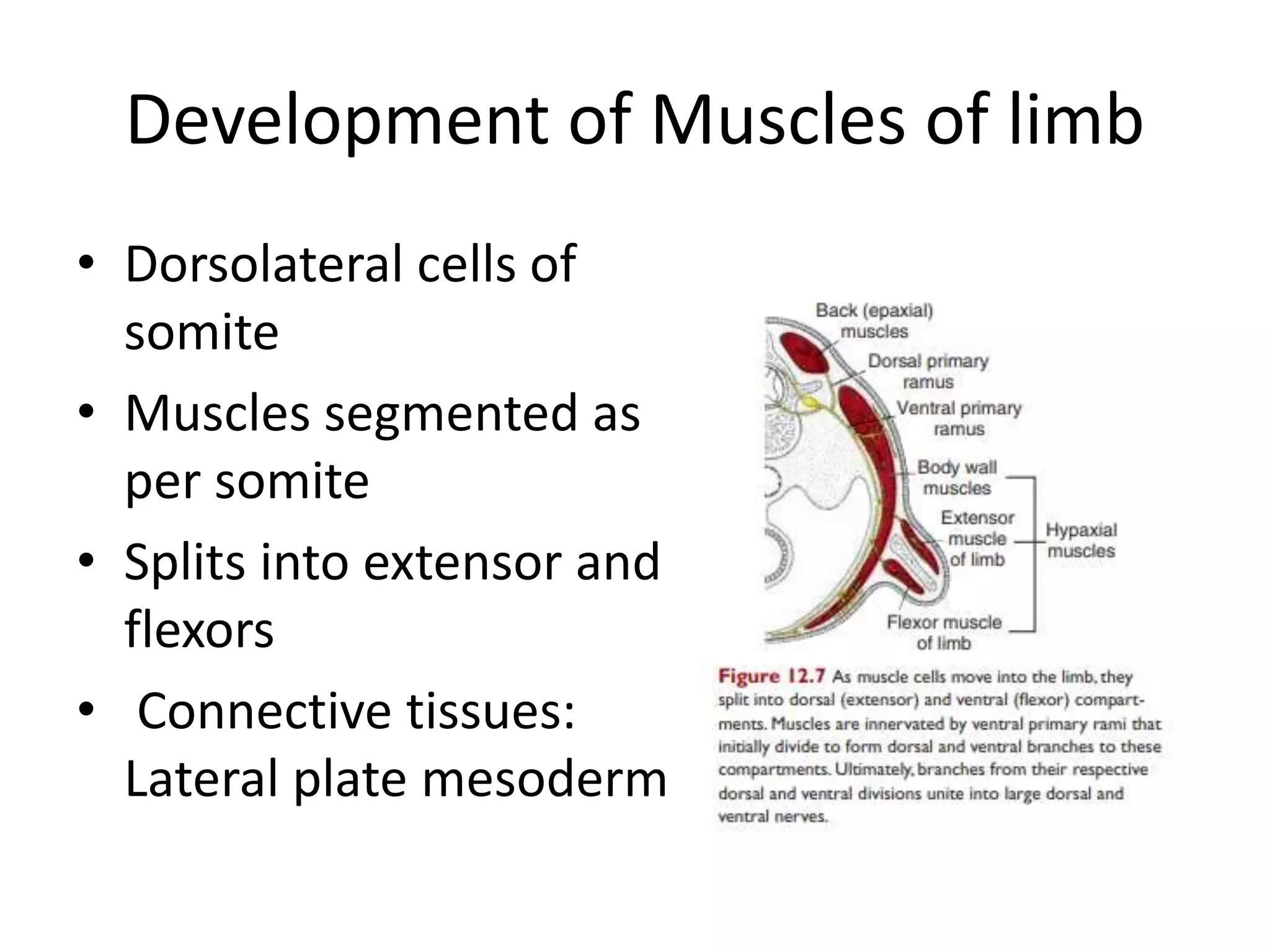 Development of Musculoskeletal system | PPTX
