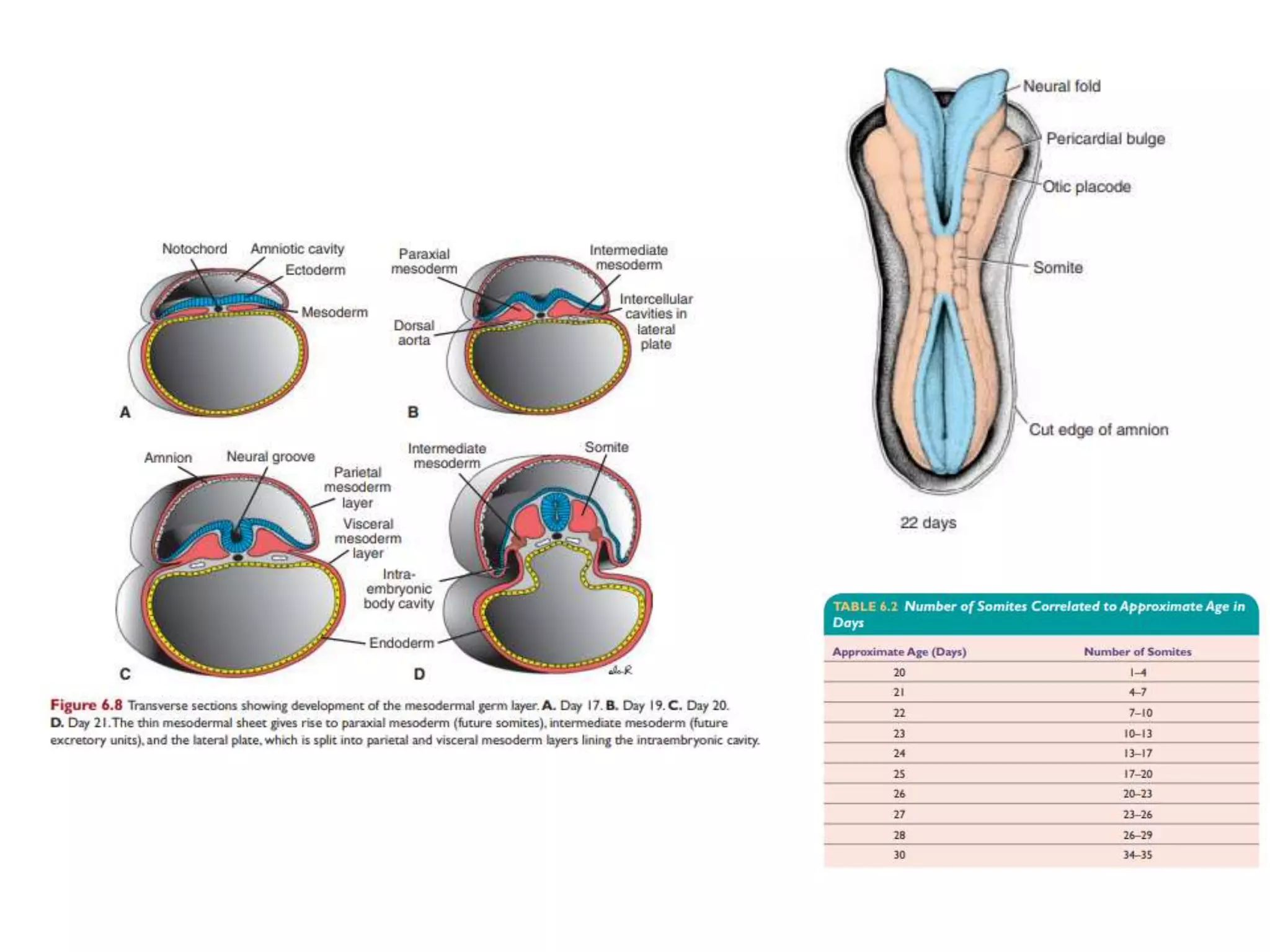 Development of Musculoskeletal system | PPTX