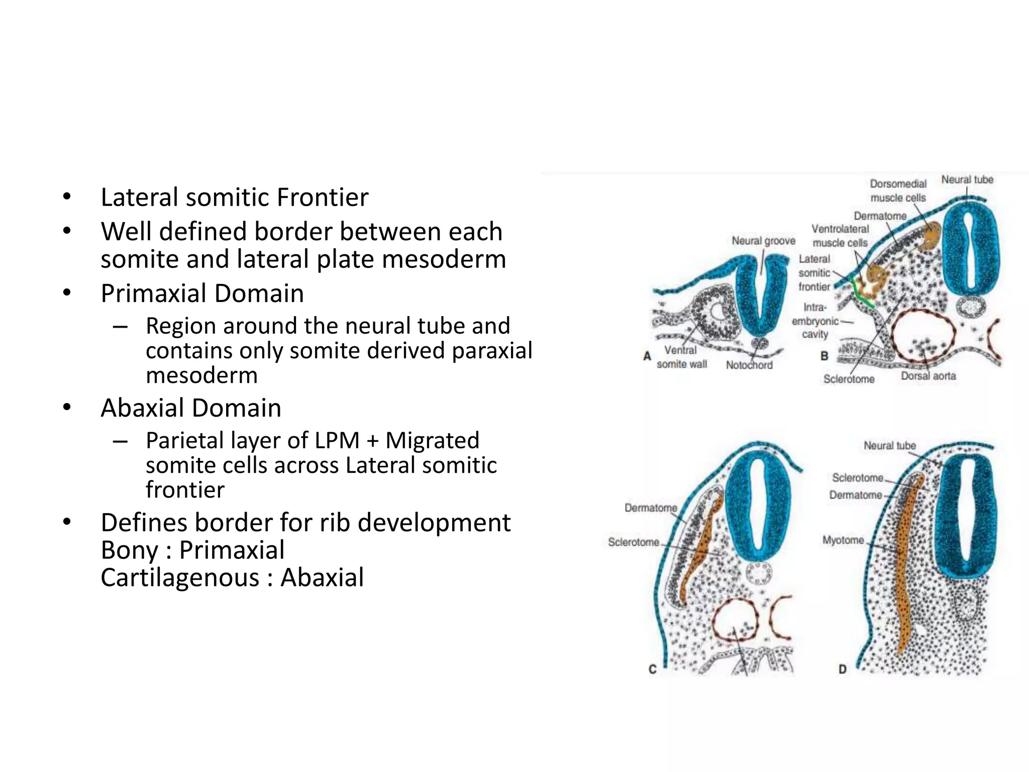 Development of Musculoskeletal system | PPTX