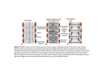 Development of Musculoskeletal system | PPTX