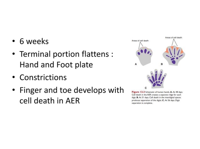 Development of Musculoskeletal system | PPTX