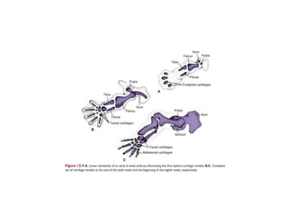 Development of Musculoskeletal system | PPTX