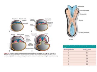 Development of Musculoskeletal system | PPTX