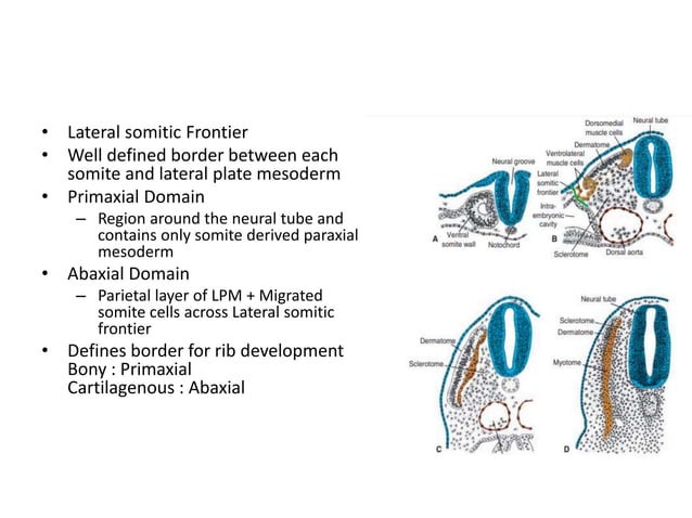 Development of Musculoskeletal system | PPTX
