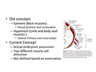 Development of Musculoskeletal system | PPTX