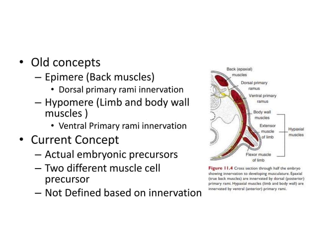 Development of Musculoskeletal system | PPTX