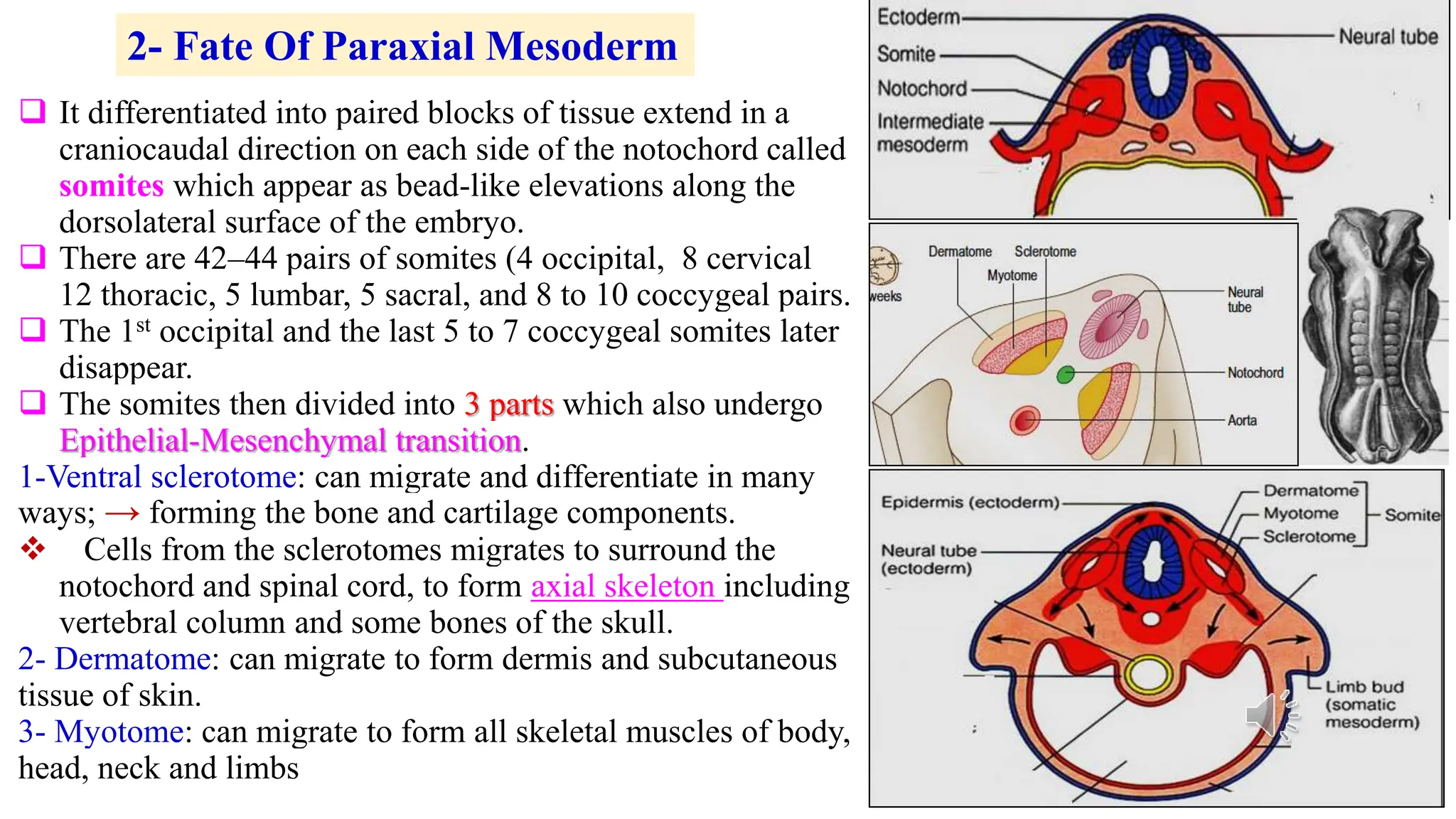 Development of Musculoskeletal system.ppsx