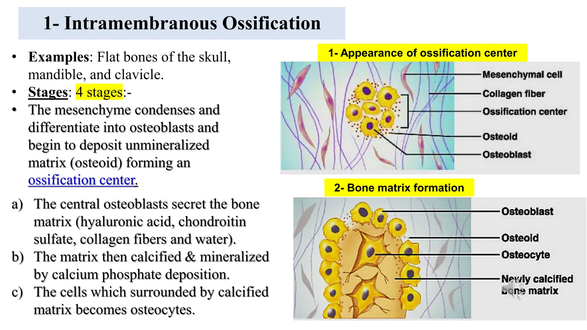 Development of Musculoskeletal system.ppsx