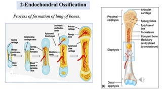 Development of Musculoskeletal system.ppsx