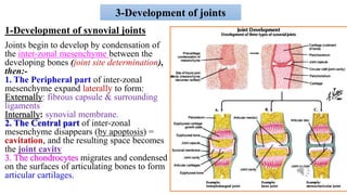 Development of Musculoskeletal system.ppsx
