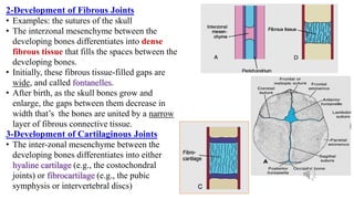 Development of Musculoskeletal system.ppsx