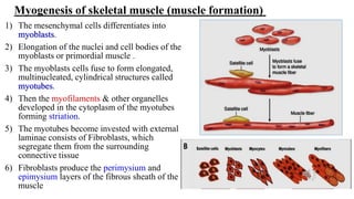 Development of Musculoskeletal system.ppsx