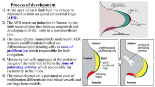 Development of Musculoskeletal system.ppsx