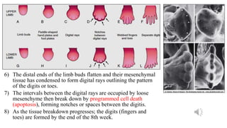 Development of Musculoskeletal system.ppsx